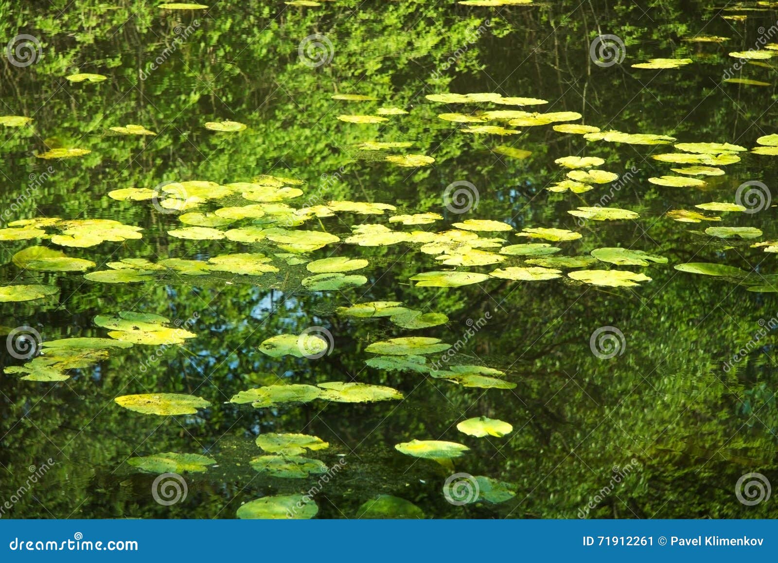 Leaves Floating on the Water Surface Stock Image - Image of plant ...