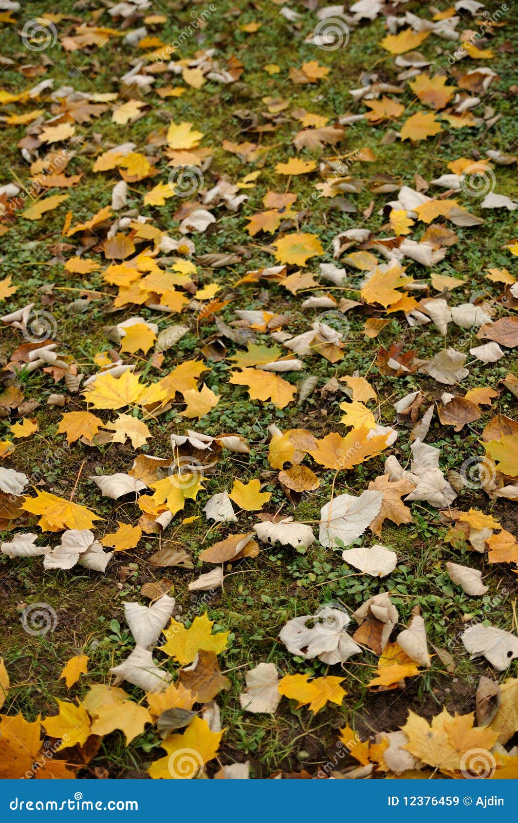 Leaves on the floor stock image. Image of green, floor - 12376459