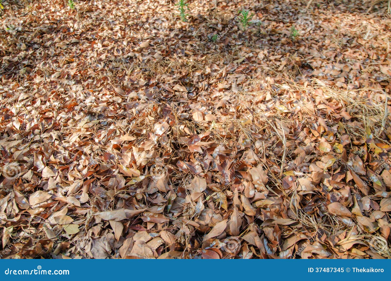 Leaves on the floor stock image. Image of defoliation - 37487345