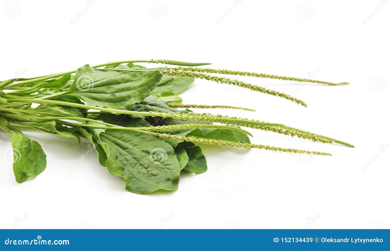 Leaves and flower plantain stock image. Image of flora - 152134439