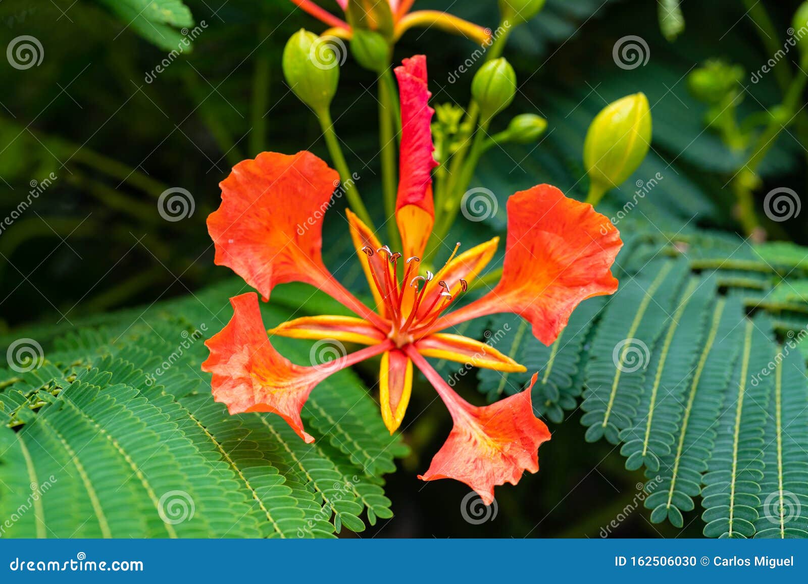 Leaves and Flowers of a Delonix Regia Tree Stock Photo - Image of flame ...