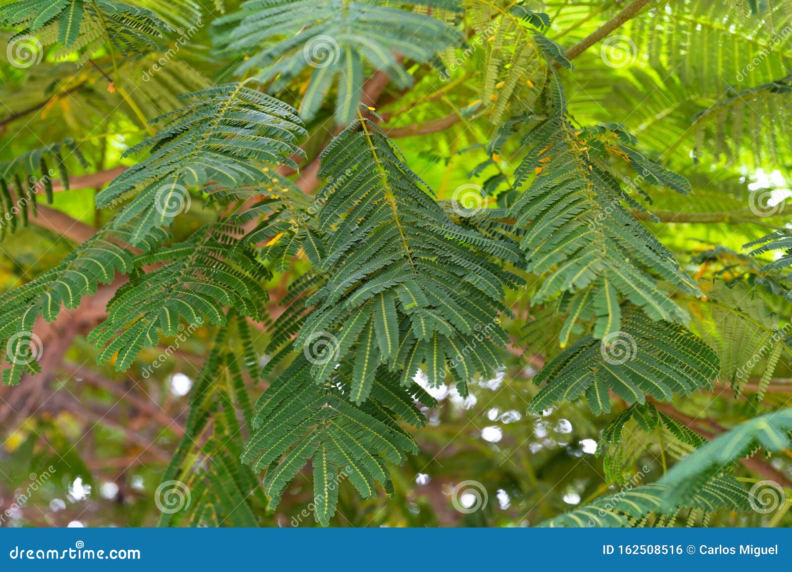 Leaves and Flowers of a Delonix Regia Tree Stock Photo - Image of macro ...