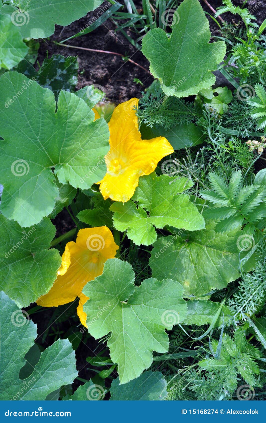 Leaves and Flowers of Vegetable Marrows Stock Photo - Image of organic ...