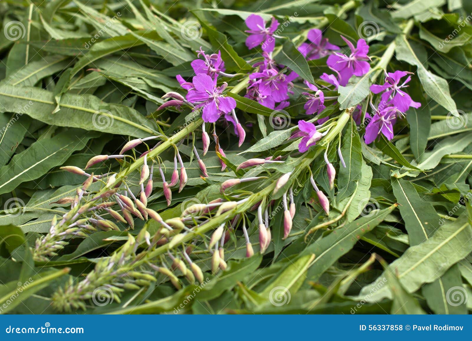 Leaves and Flowers Willow-herb (Ivan-tea) after Gathering Stock Photo ...