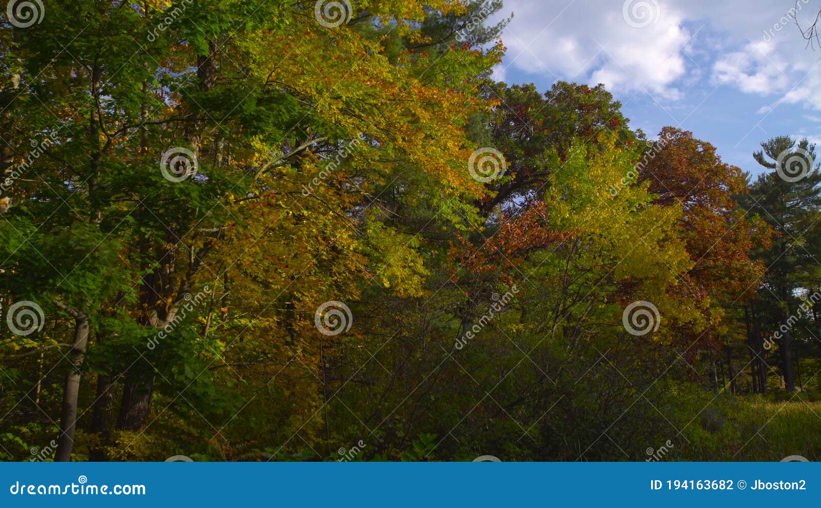 Leaves Flutter in Beautiful Fall Colors Medium Shot Stock Footage ...