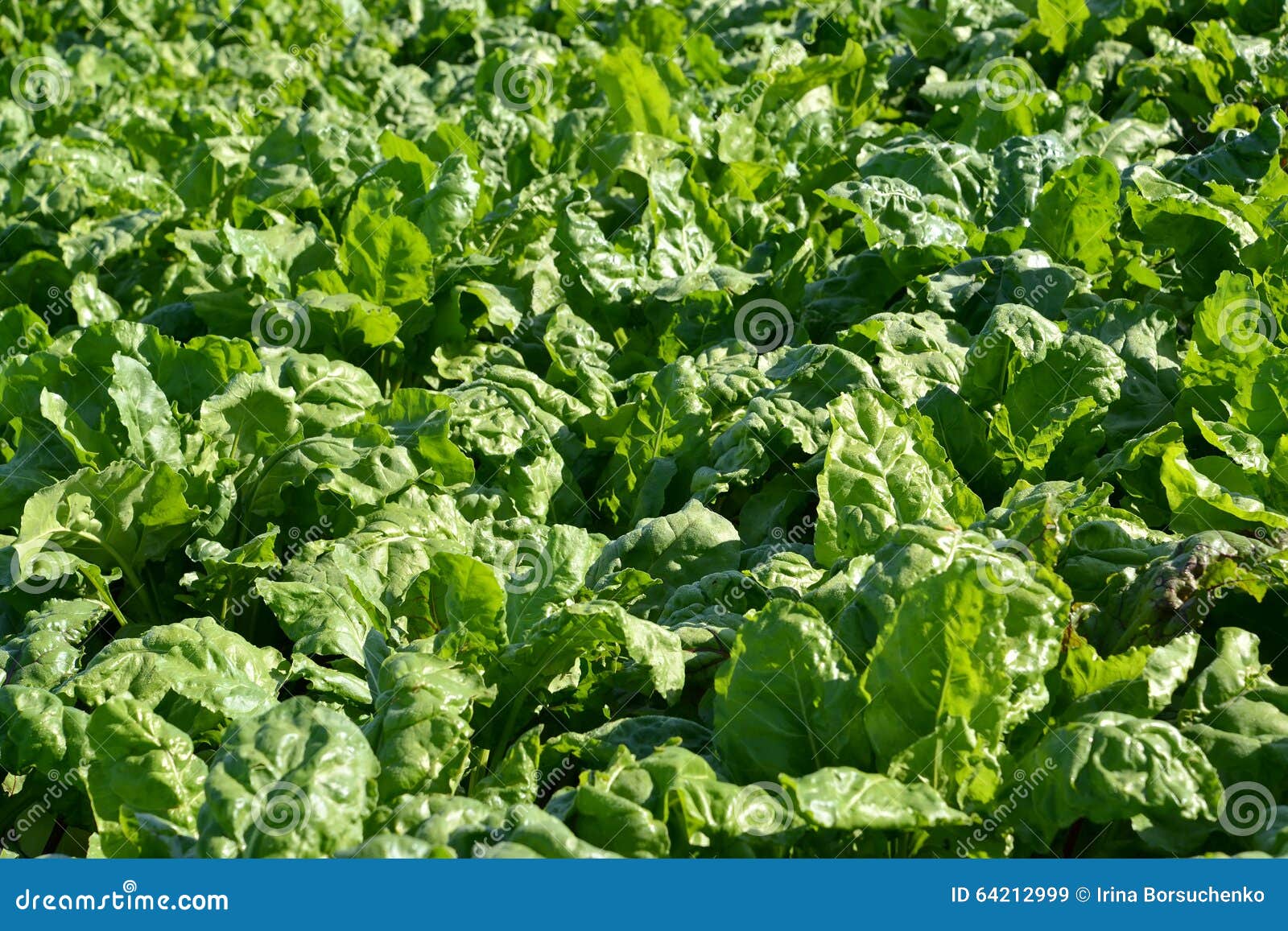 Leaves of Fodder Beet, Background Stock Image - Image of food, leaves ...