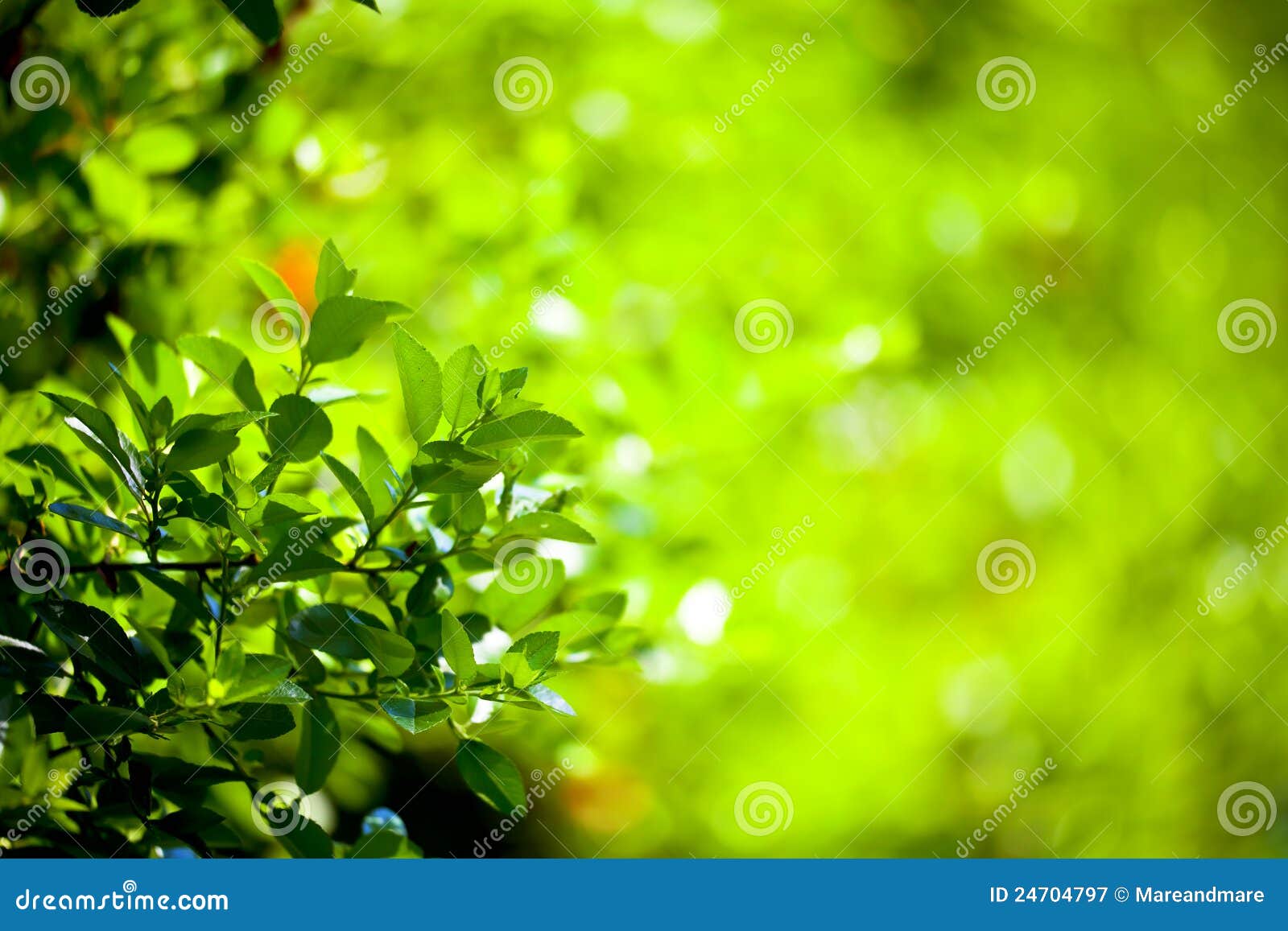 Leaves in the foreground stock image. Image of grove - 24704797