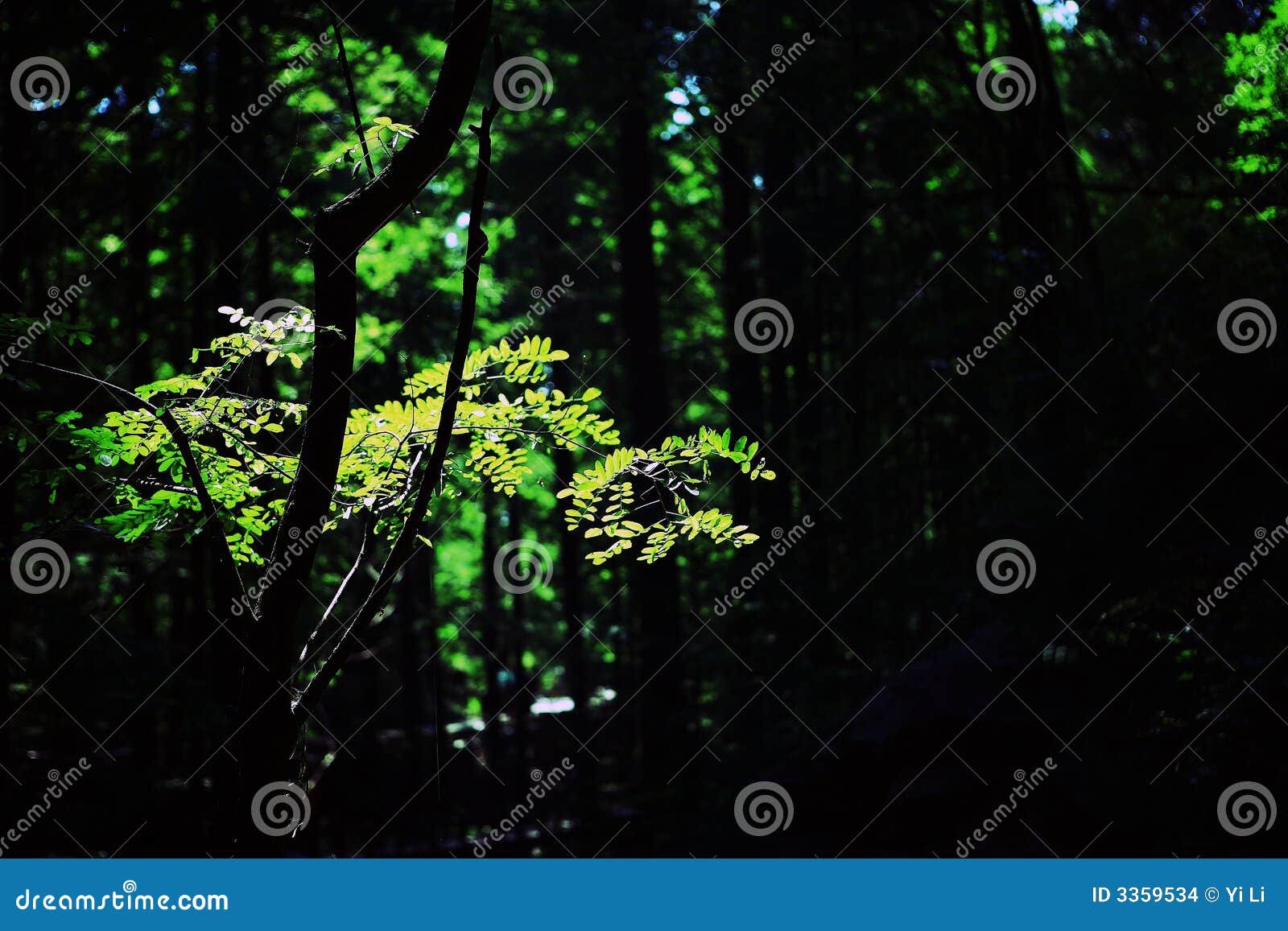 Leaves in the forest stock photo. Image of leaves, little - 3359534