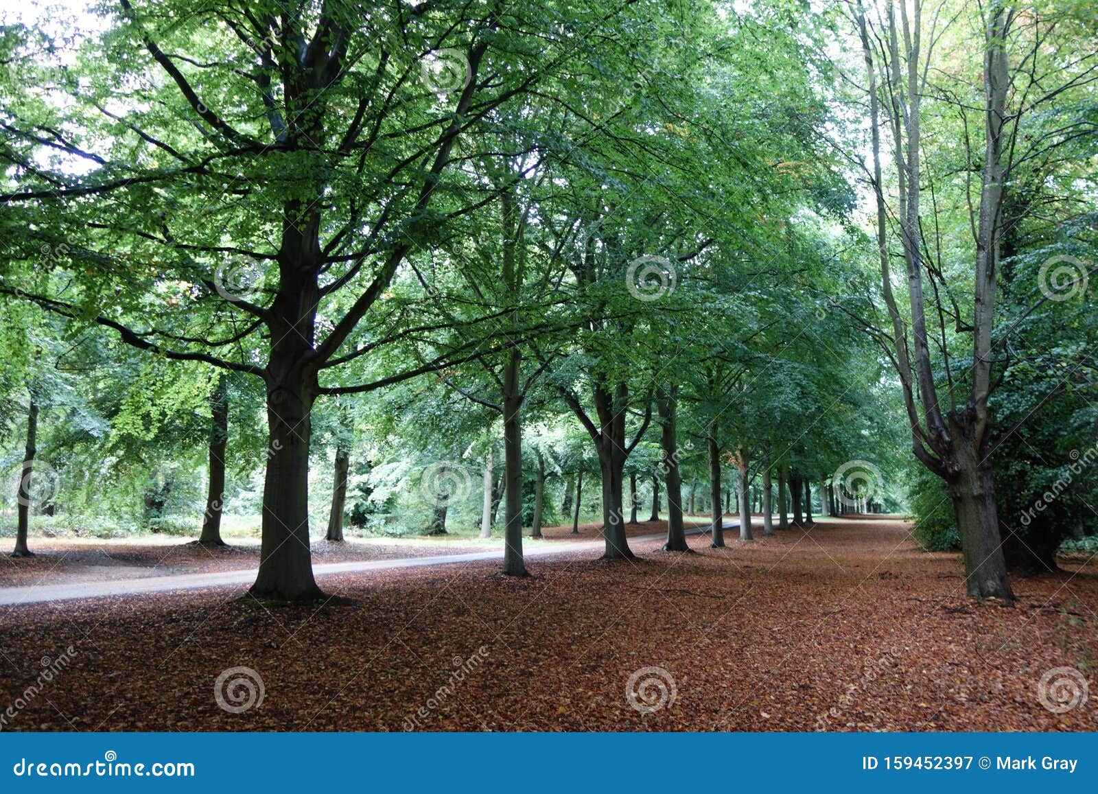 Leaves on a Forest Floor stock image. Image of leaves - 159452397
