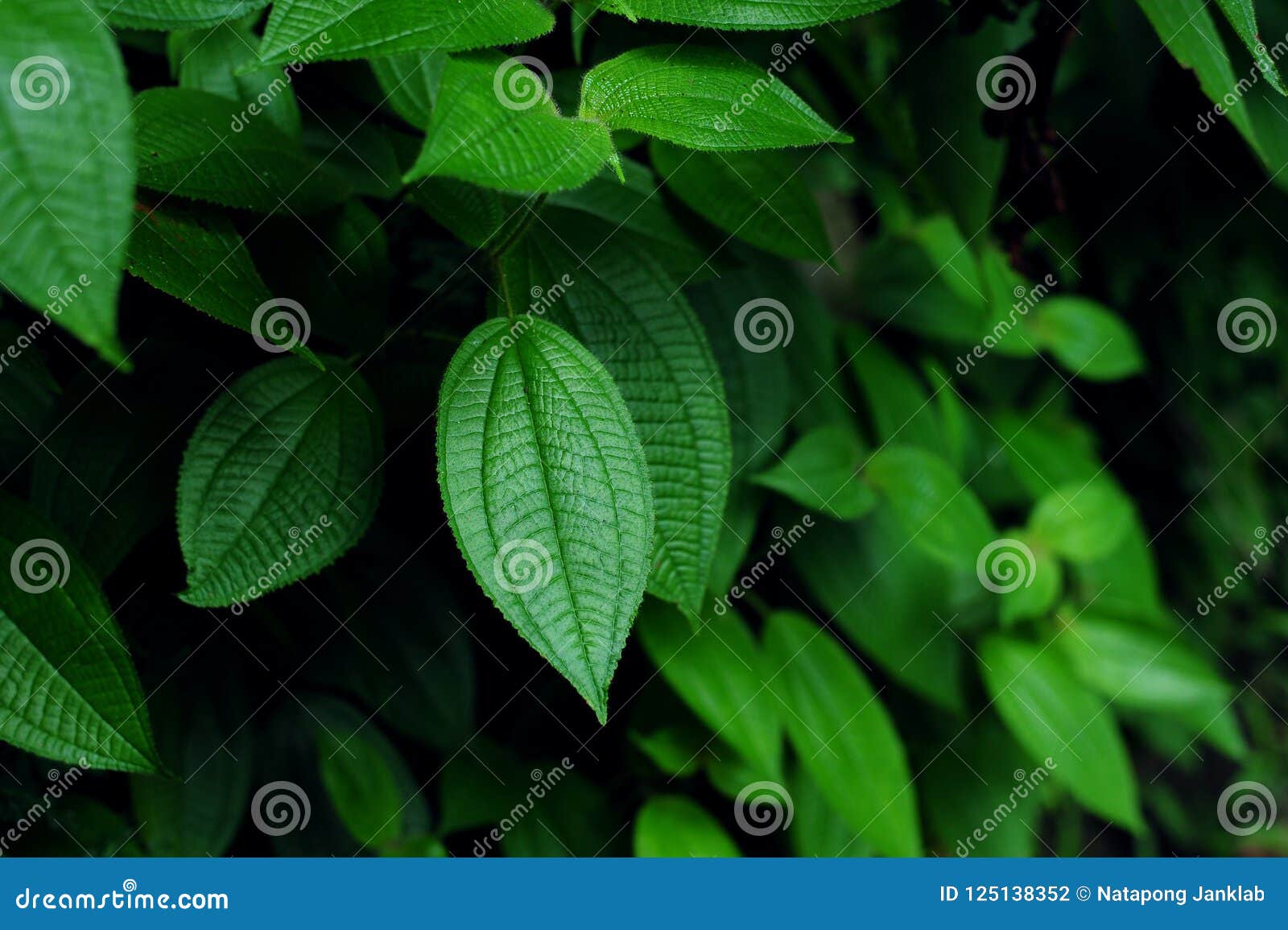 Leaves in forest stock photo. Image of plant, environment - 125138352