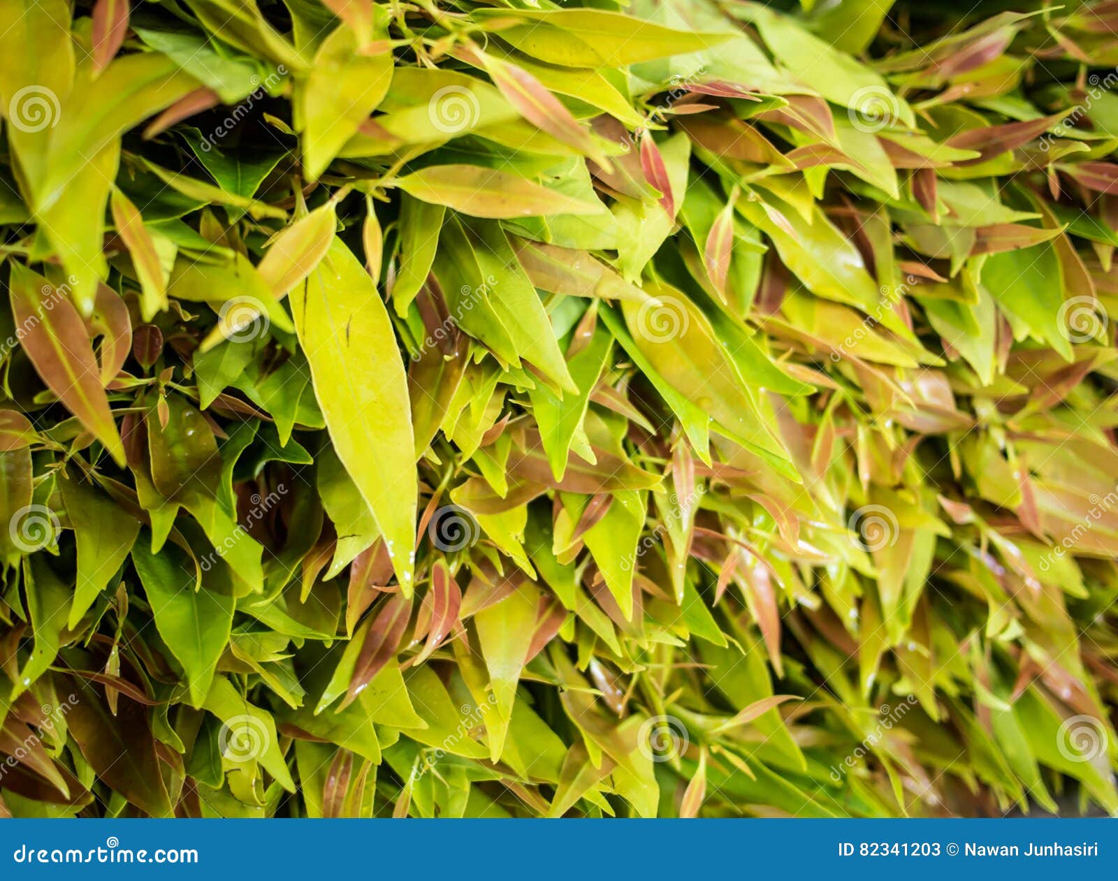 Leaves of Fortune Texture Background Stock Image - Image of leafs, leaf ...