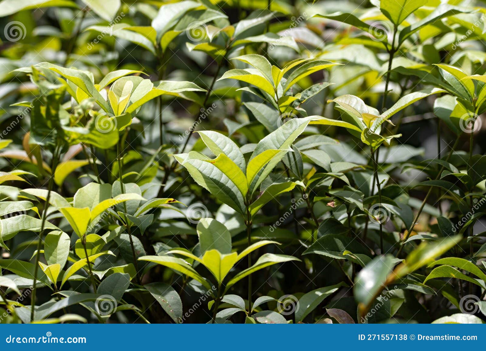 Leaves of a Fragrant Olive, Osmanthus Fragrans Stock Photo - Image of ...