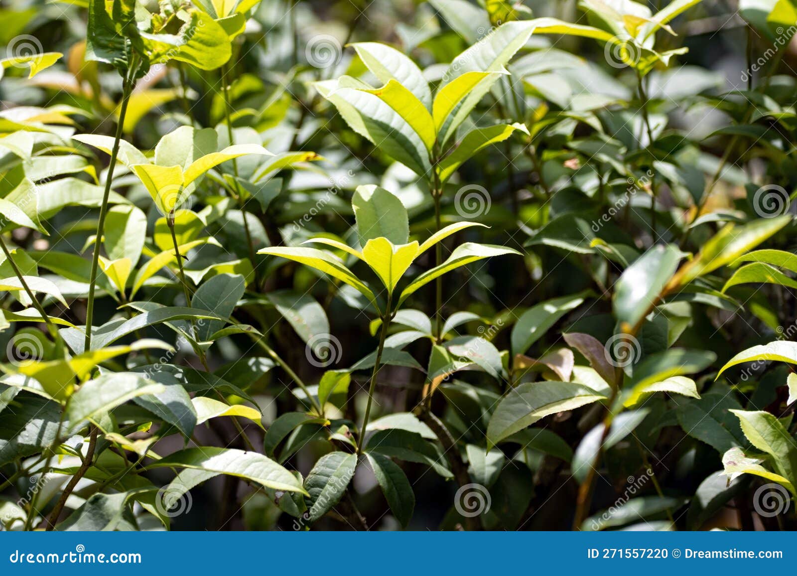 Leaves of a Fragrant Olive, Osmanthus Fragrans Stock Photo - Image of ...