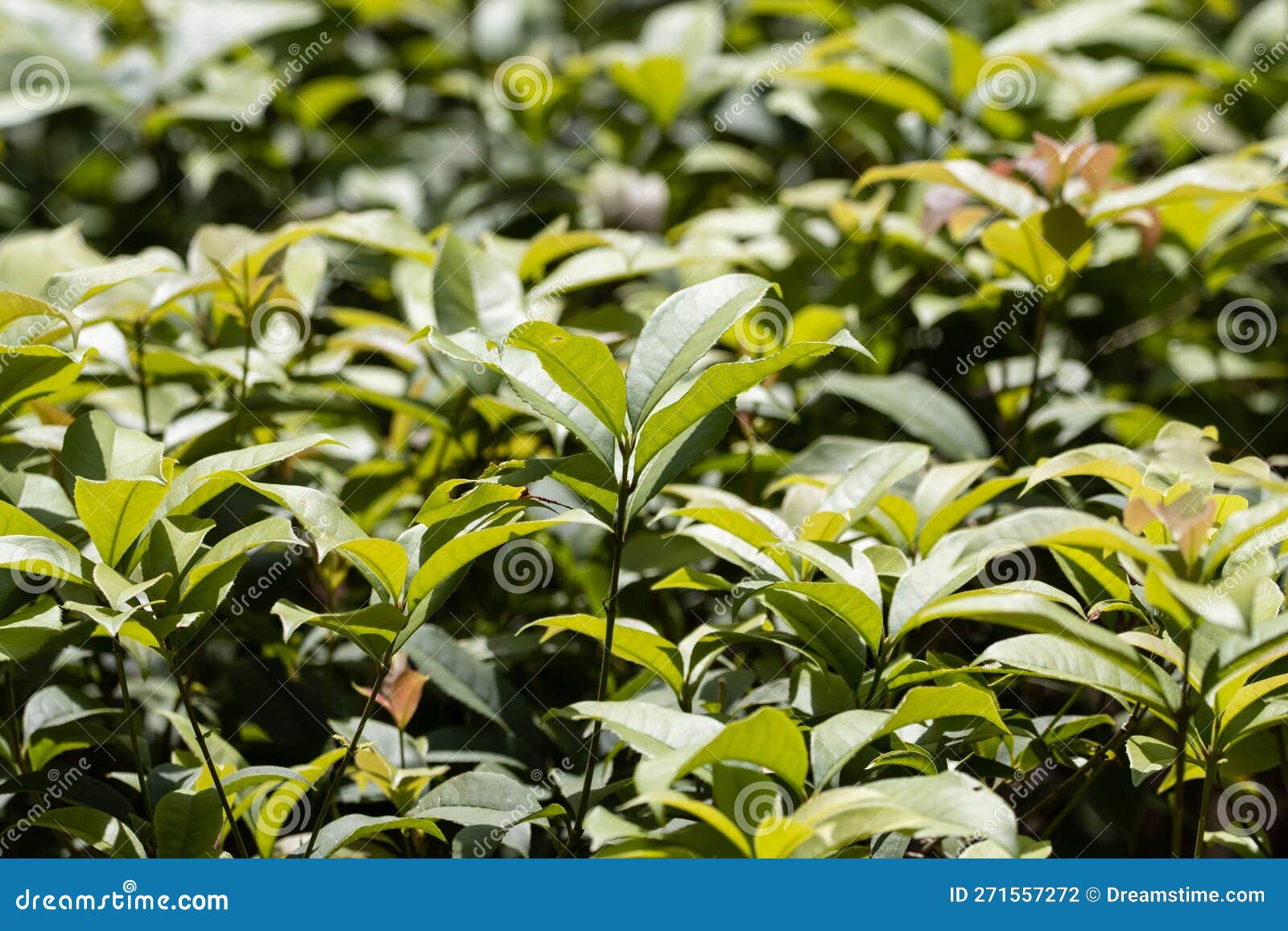 Leaves of a Fragrant Olive, Osmanthus Fragrans Stock Photo - Image of ...