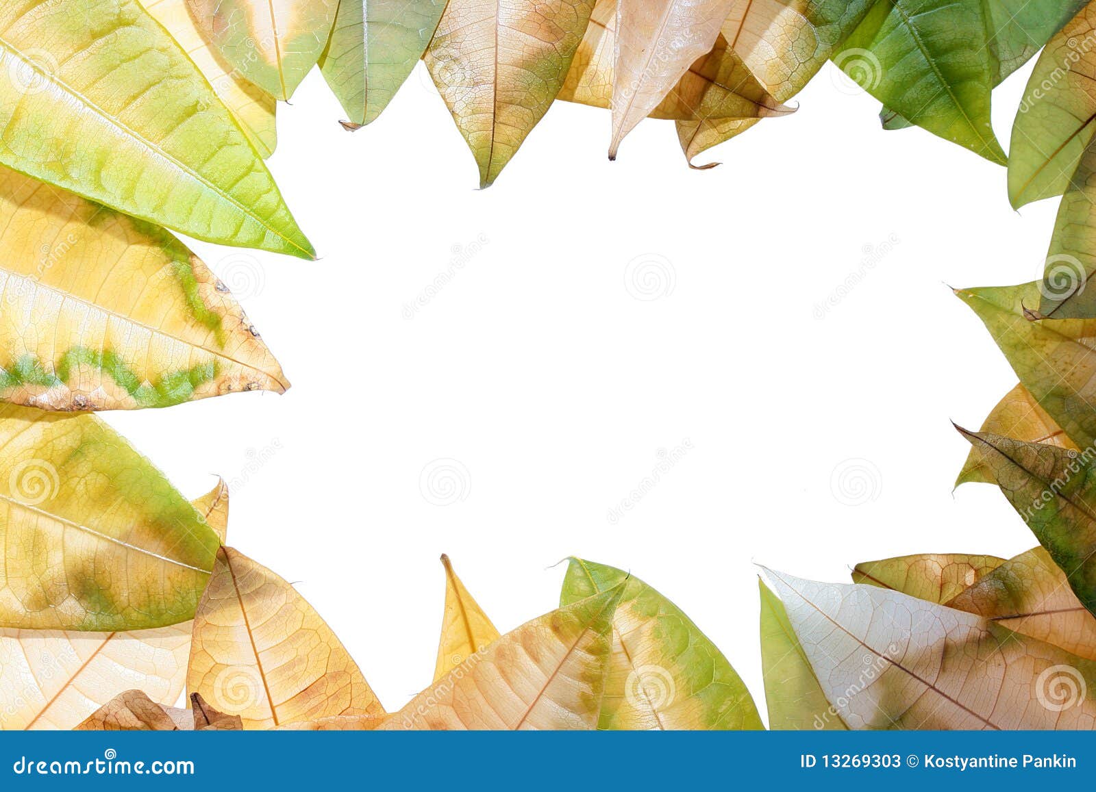 Leaves frame stock image. Image of decor, arrangement - 13269303