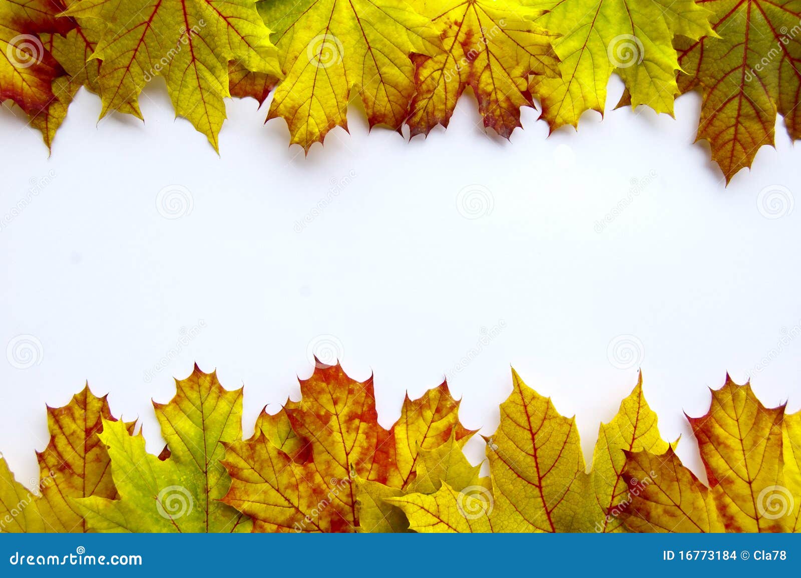 Leaves frame stock photo. Image of colorful, nature, abstract - 16773184