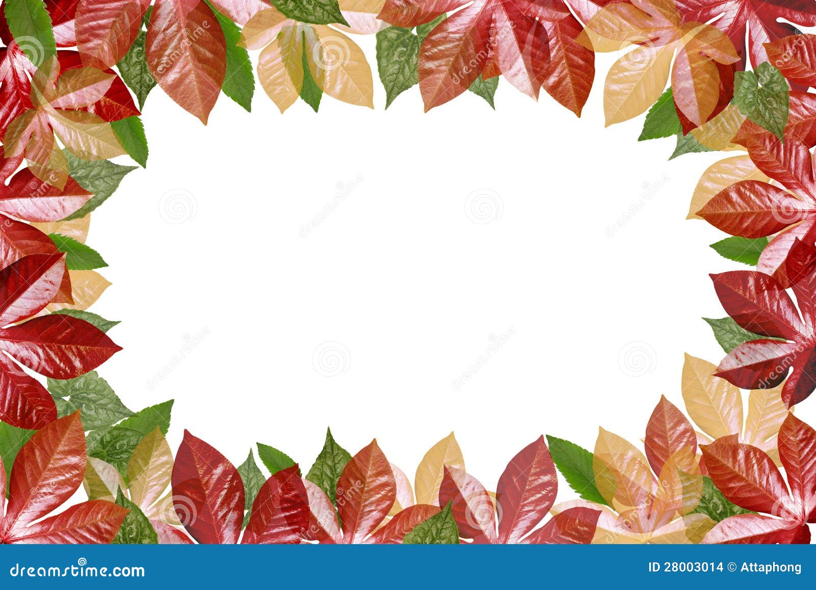 Leaves frame stock photo. Image of botanical, color, growth - 28003014