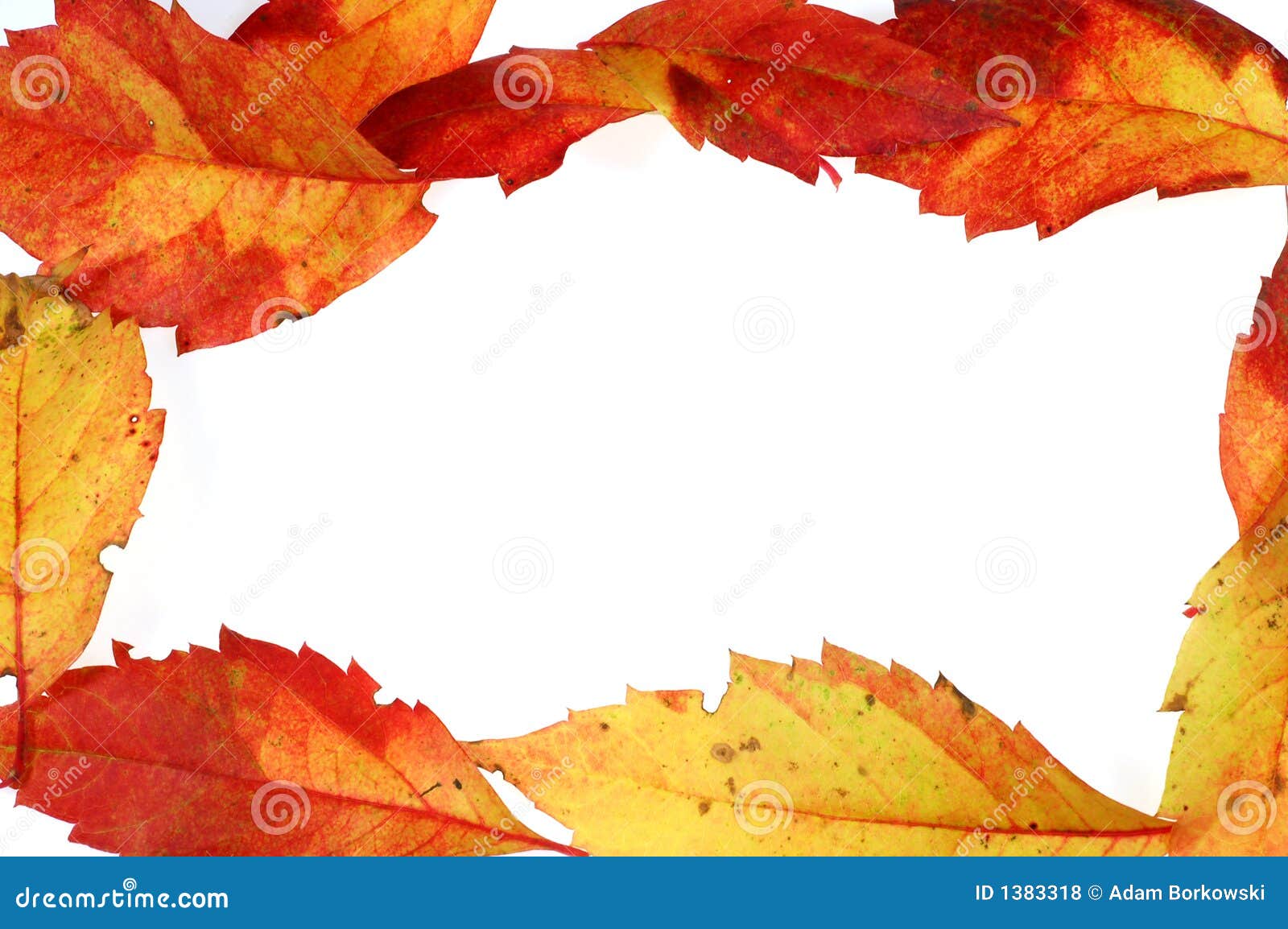 Leaves frame #4 stock photo. Image of colorful, fall, colourful - 1383318
