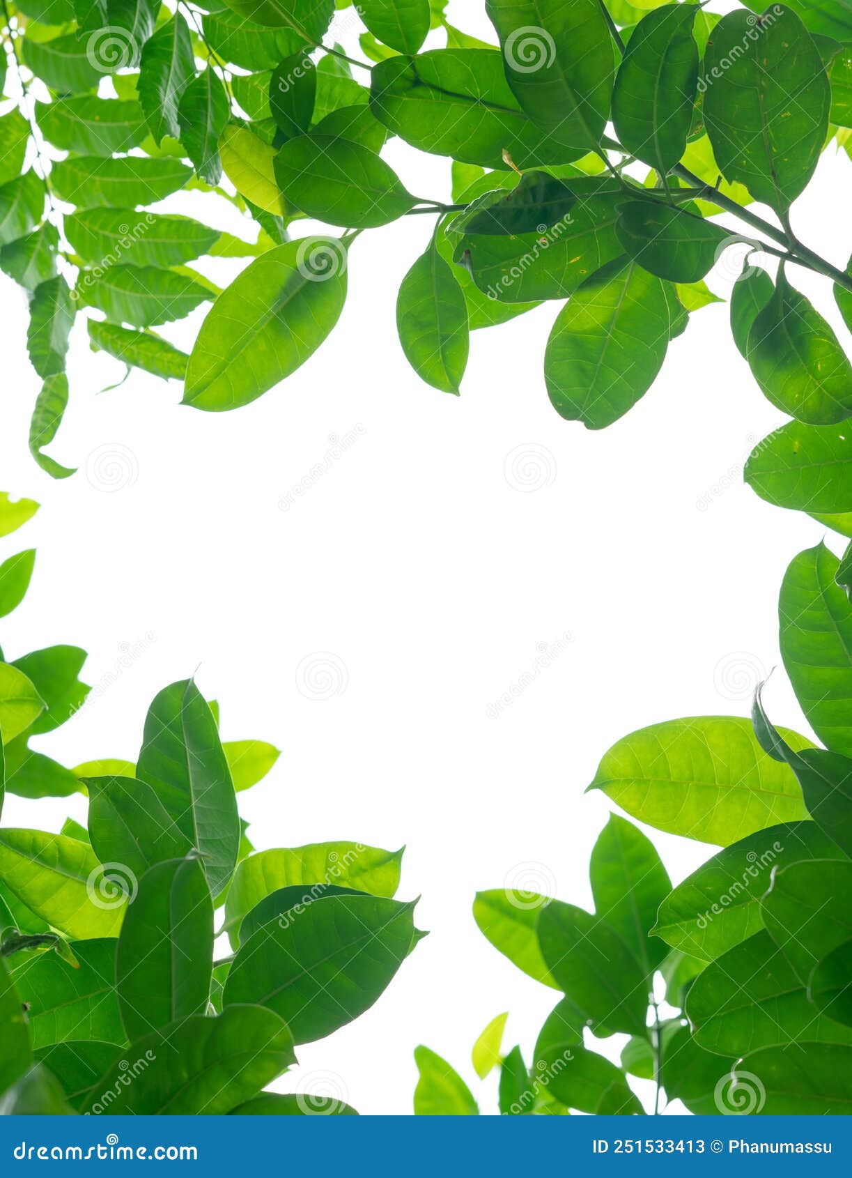 Leaves frame background stock image. Image of garden - 251533413