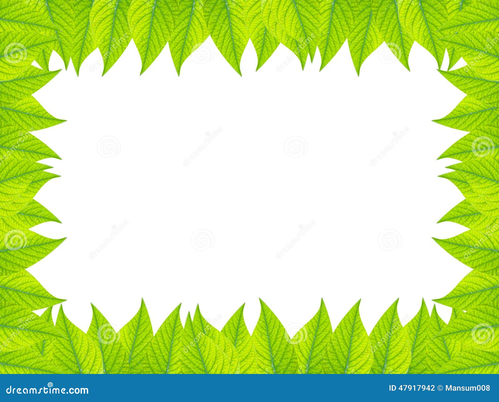 Leaves frame stock photo. Image of frame, leaf, leaves - 47917942