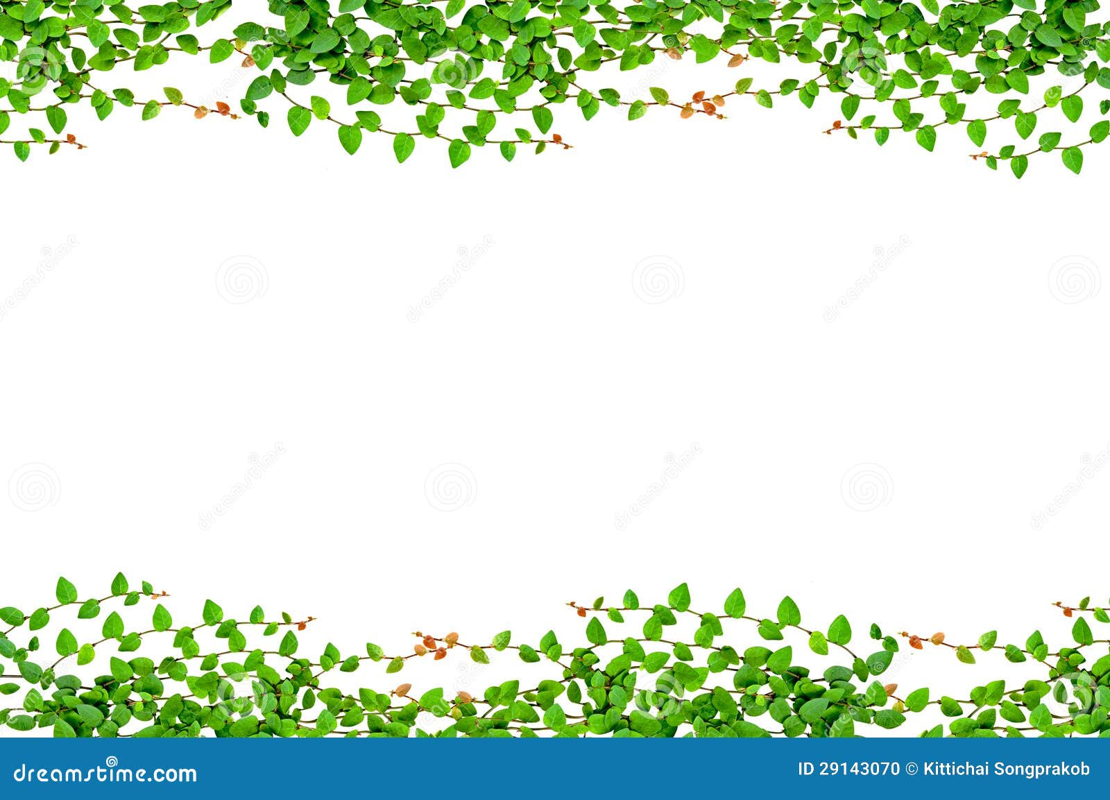 Leaves frame isolated stock photo. Image of grow, background - 29143070