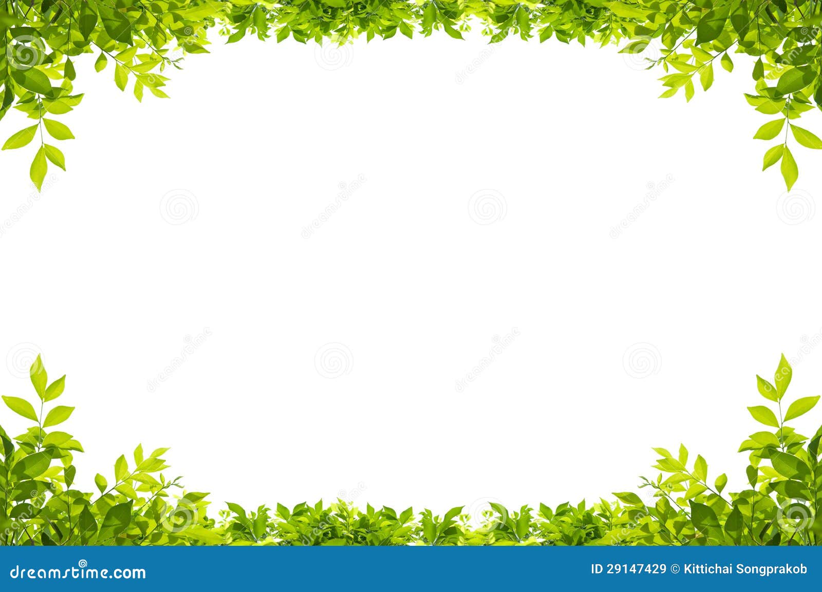 Leaves frame isolated stock image. Image of growing, leaf - 29147429