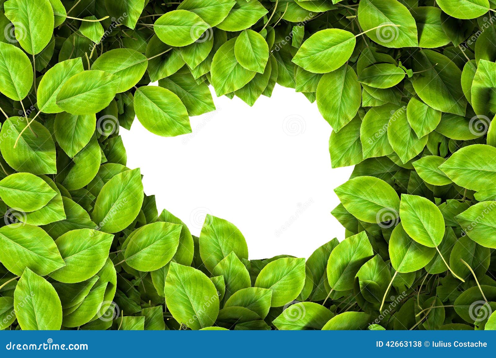 Leaves frame stock photo. Image of pattern, fresh, forest - 42663138