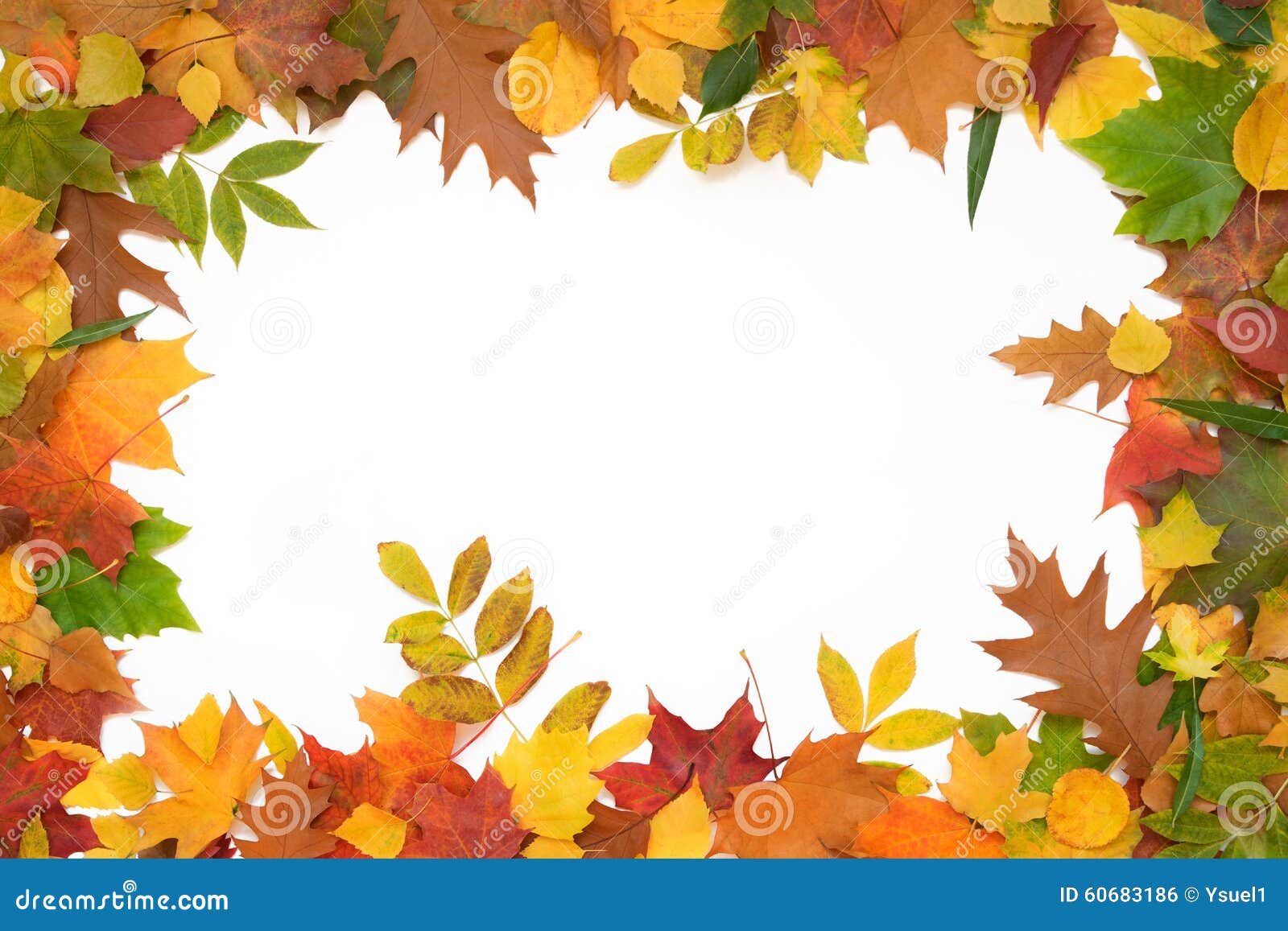 Leaves frame stock photo. Image of leaves, maple, harmony - 60683186