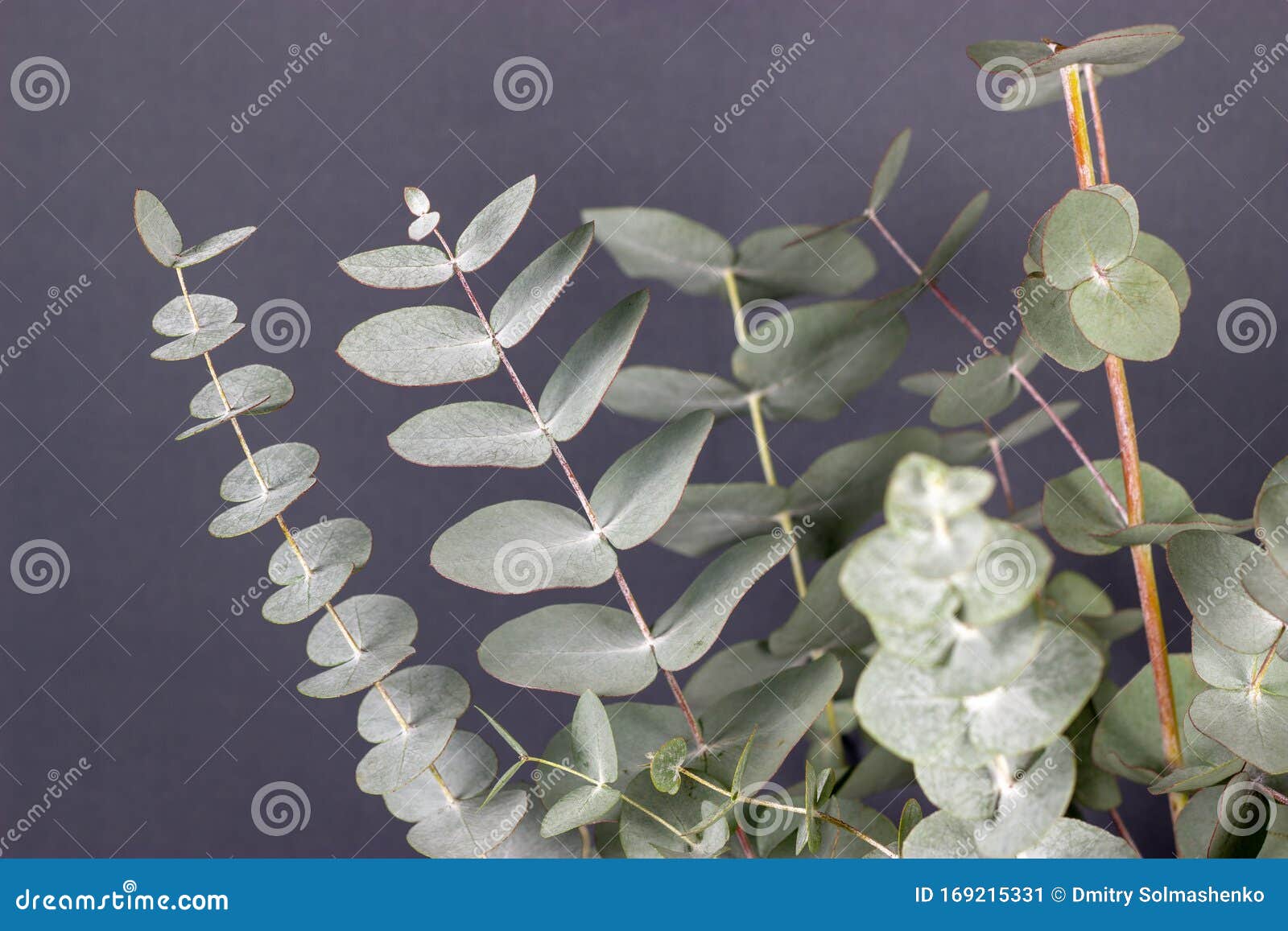 Leaves of Fresh Eucalyptus Zinera Close Up Gray Background Stock Image ...