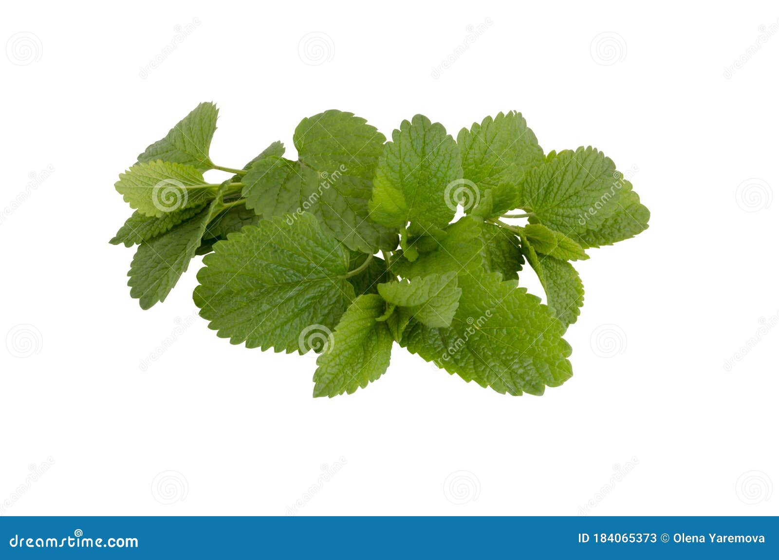 Fresh Melissa Leaves Isolated On White Background. Green Melissa Herb ...