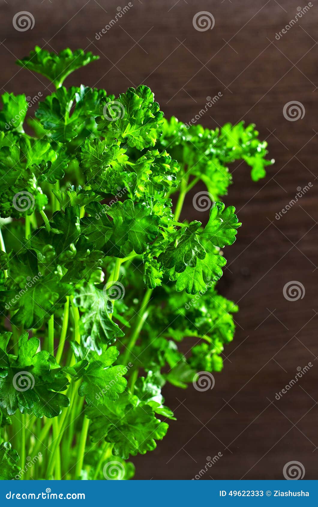 The Leaves of Fresh Parsley Stock Image - Image of close, green: 49622333