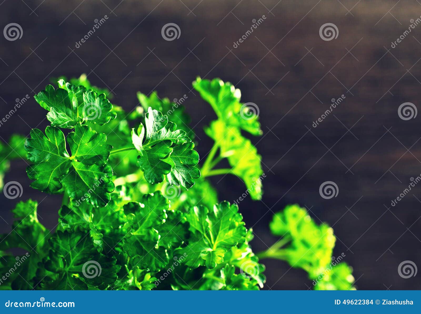 The Leaves of Fresh Parsley Stock Photo - Image of board, natural: 49622384