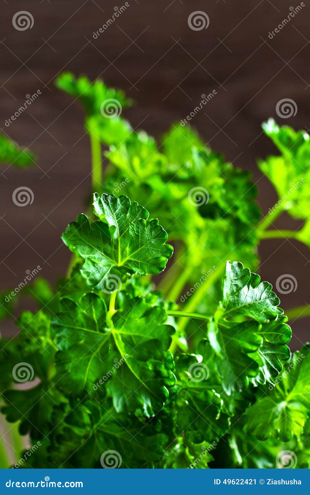 The Leaves of Fresh Parsley Stock Image - Image of agriculture ...
