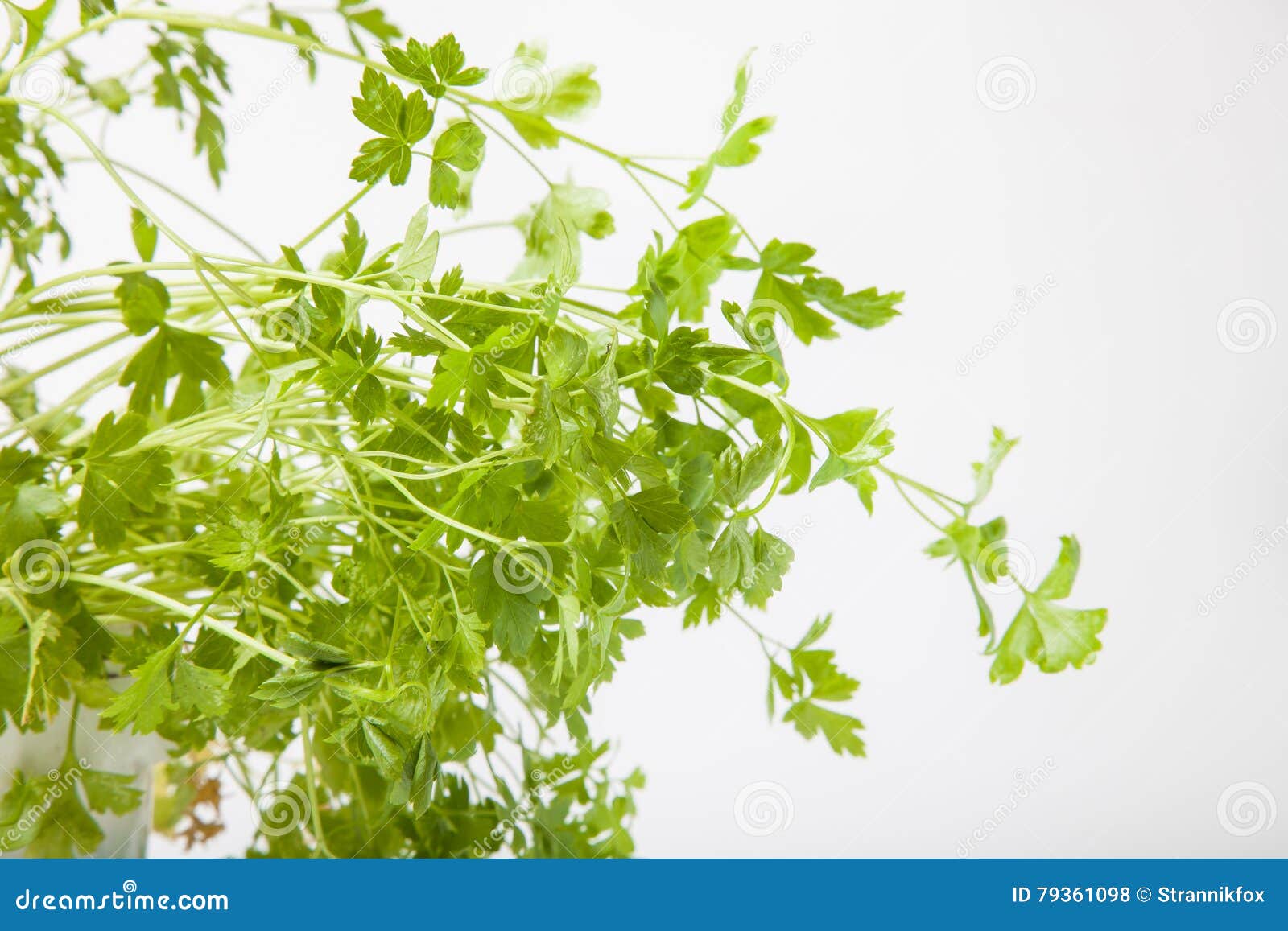 Leaves of Fresh Parsley on a White Background Stock Photo - Image of ...