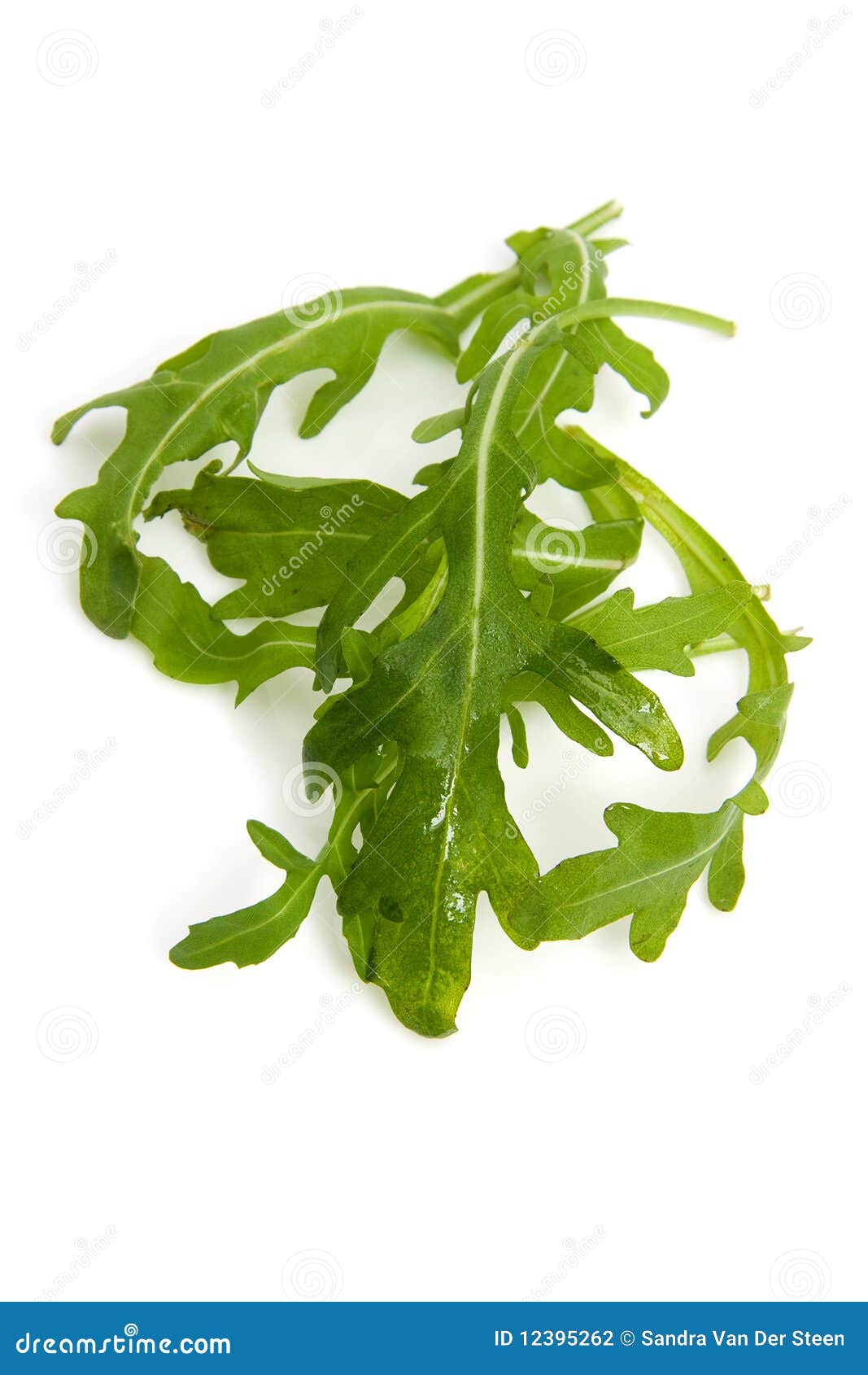Leaves of Fresh Ruccola Lettuce Stock Photo - Image of vitamins, leaves ...