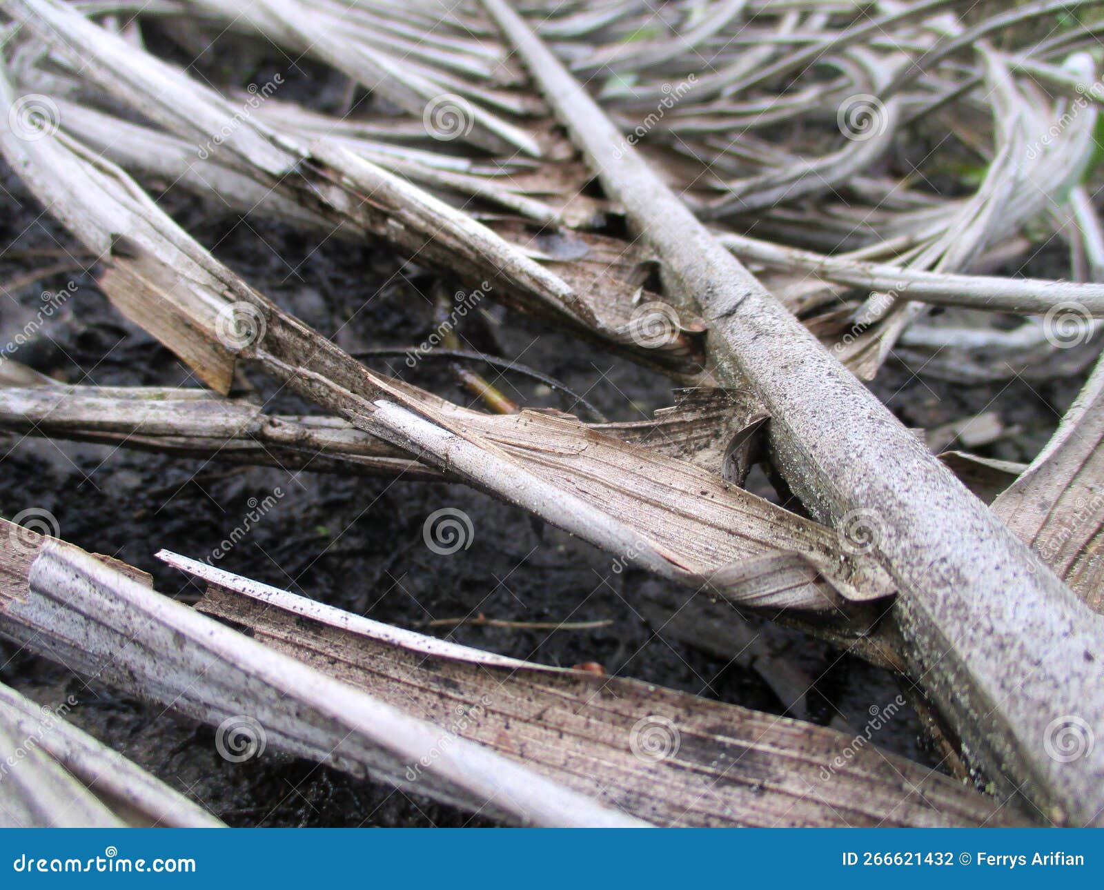 Leaves stock photo. Image of fronds, bend, arch, insect - 266621432