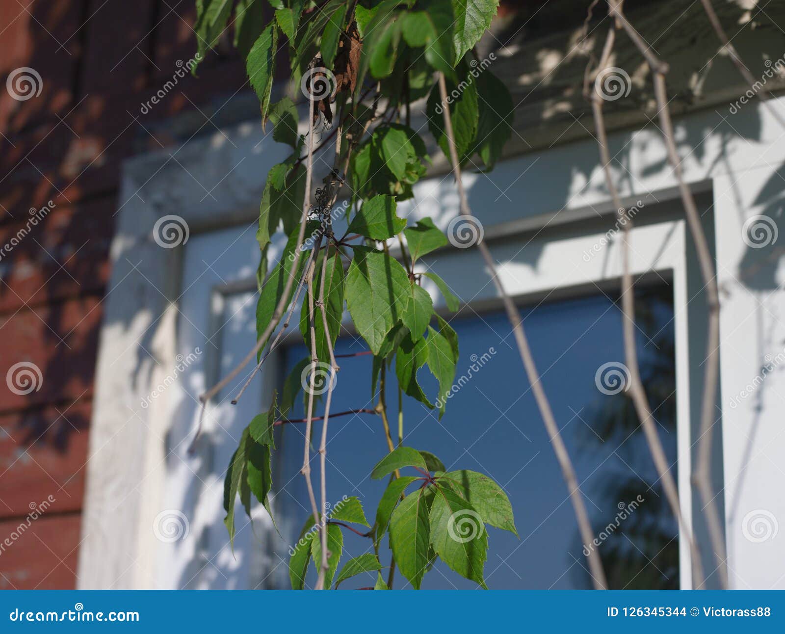 Leaves in front of facade stock photo. Image of tree - 126345344