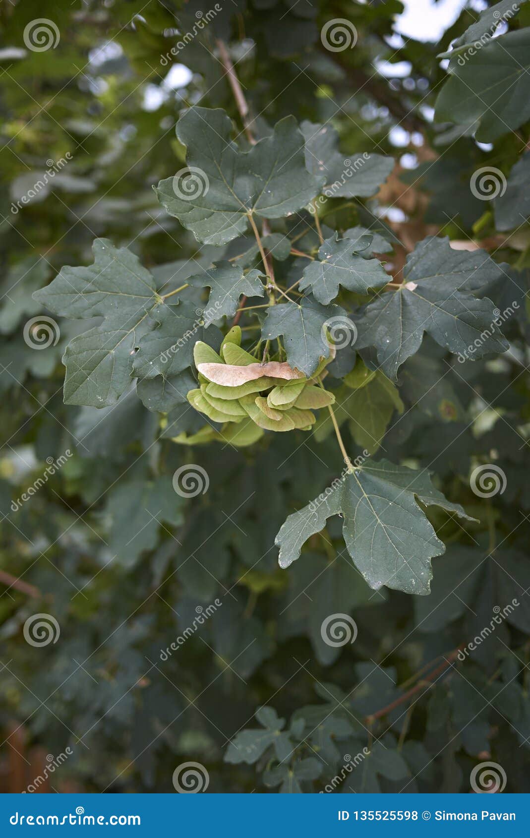 Acer Campestre Branch with Samara Stock Photo - Image of pods, outdoor ...