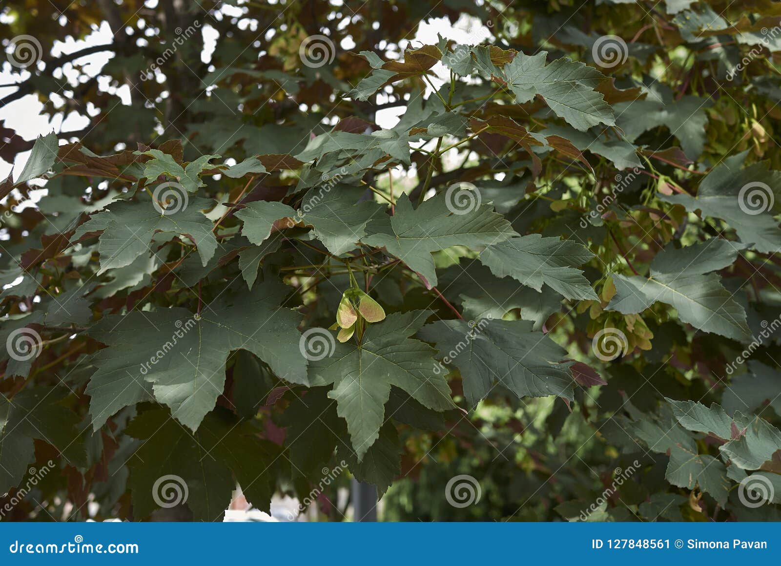 Leaves and Fruit of Acer Pseudoplatanus Atropurpureum Tree Stock Image ...