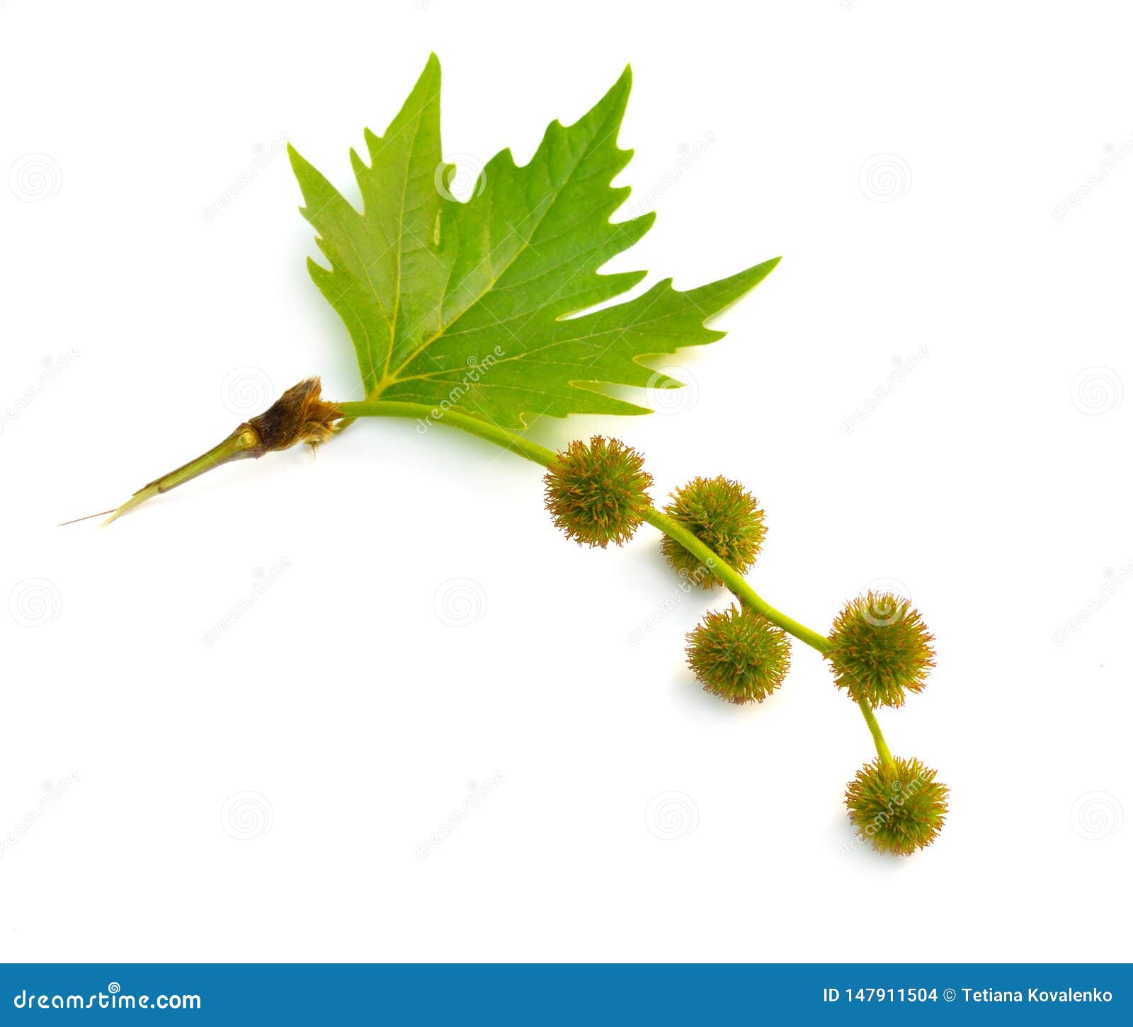 Leaves and Fruit of Platanus. Planes or Plane Trees Stock Photo - Image ...