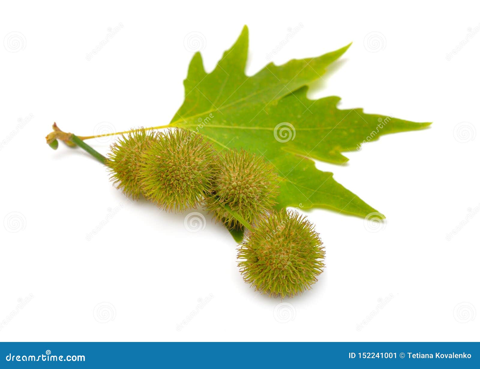 Leaves and Fruit of Platanus. Planes or Plane Trees Stock Image - Image ...