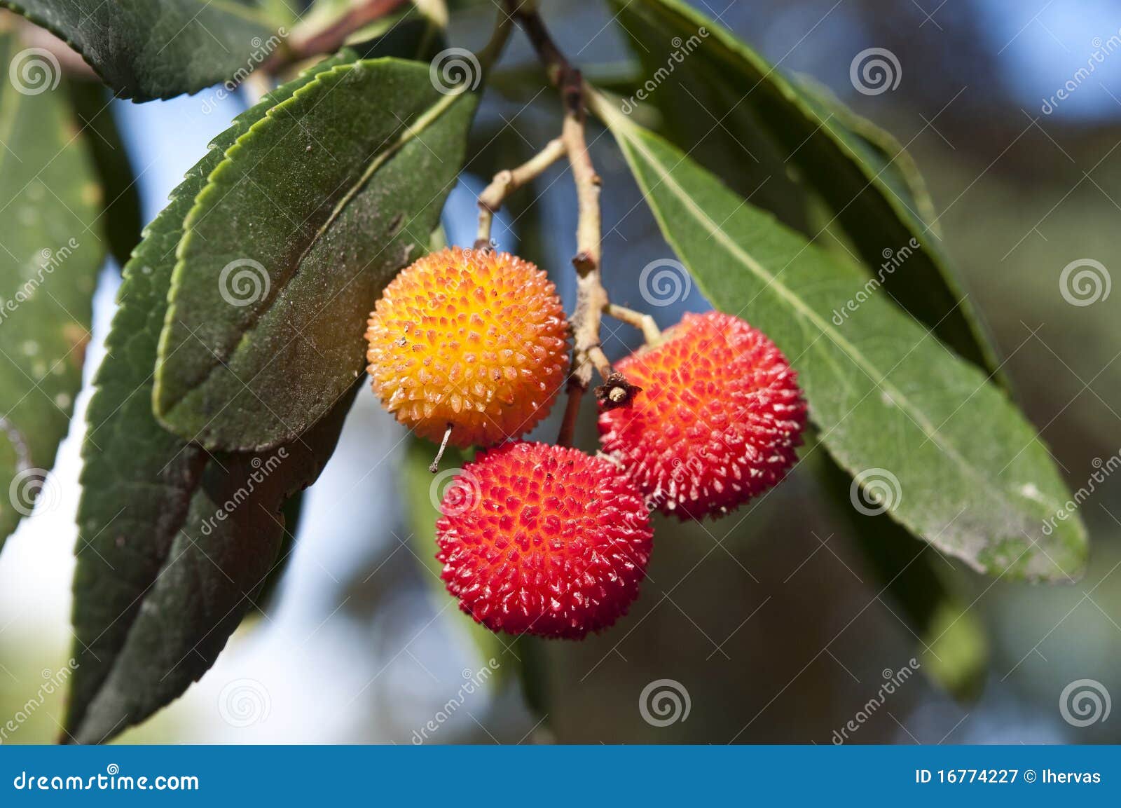 Leaves and Fruits of Strawberry Tree Stock Image - Image of ericaceae ...