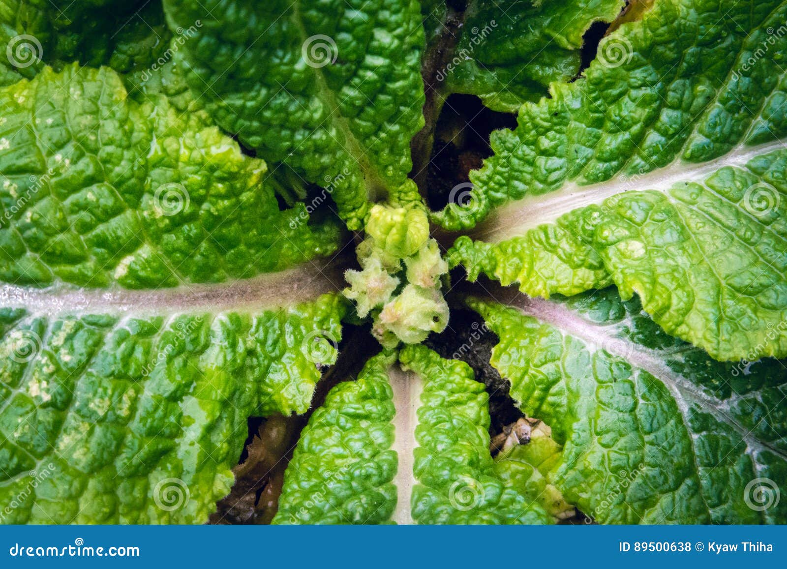 Leaves of Garden Weed - Nature Abstract Background Stock Photo - Image ...