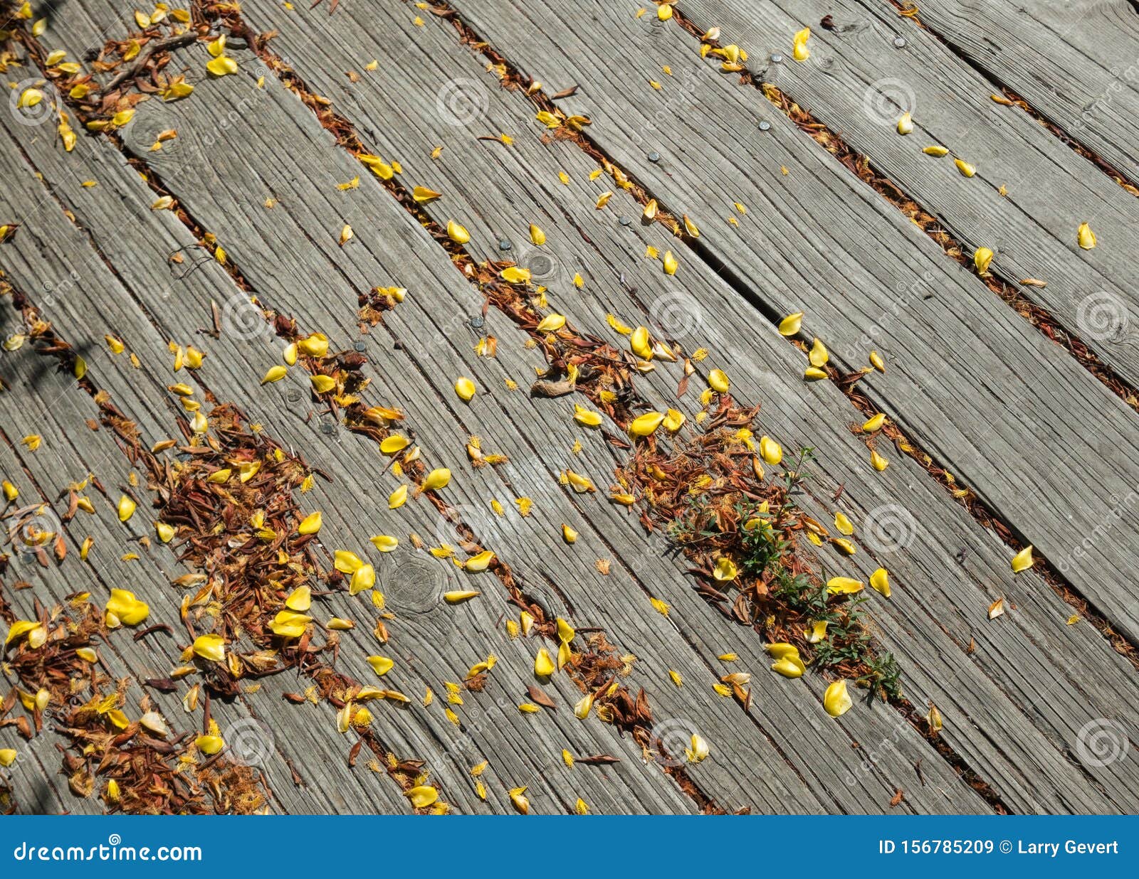 Leaves Gathered on a Wooden Deck Stock Image - Image of gathering ...