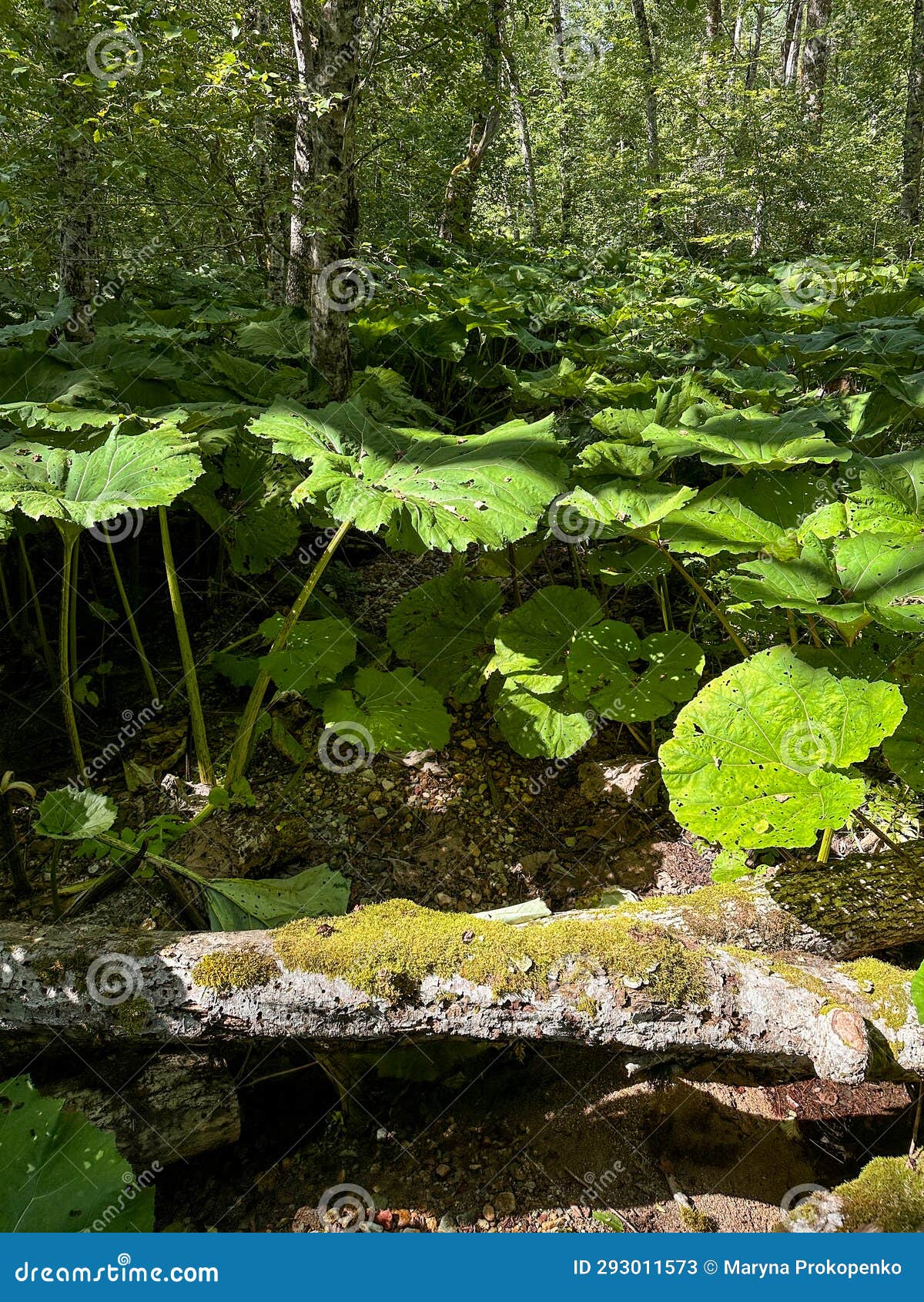 The Leaves of the Giant Burdock Create a Shadow on the Forest Clearing ...