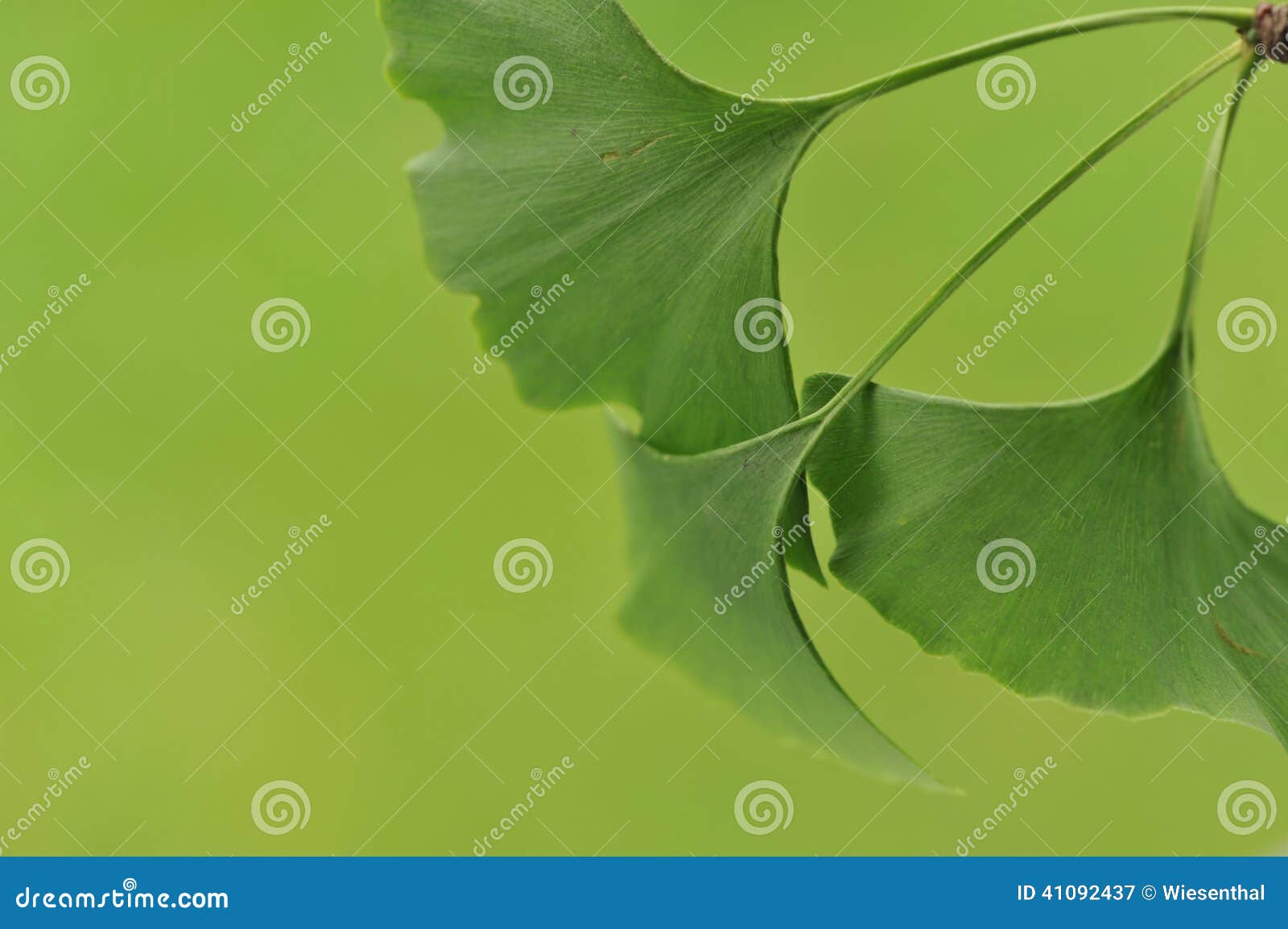 Leaves of the Ginkgo Biloba Stock Image - Image of foliage, beauty ...