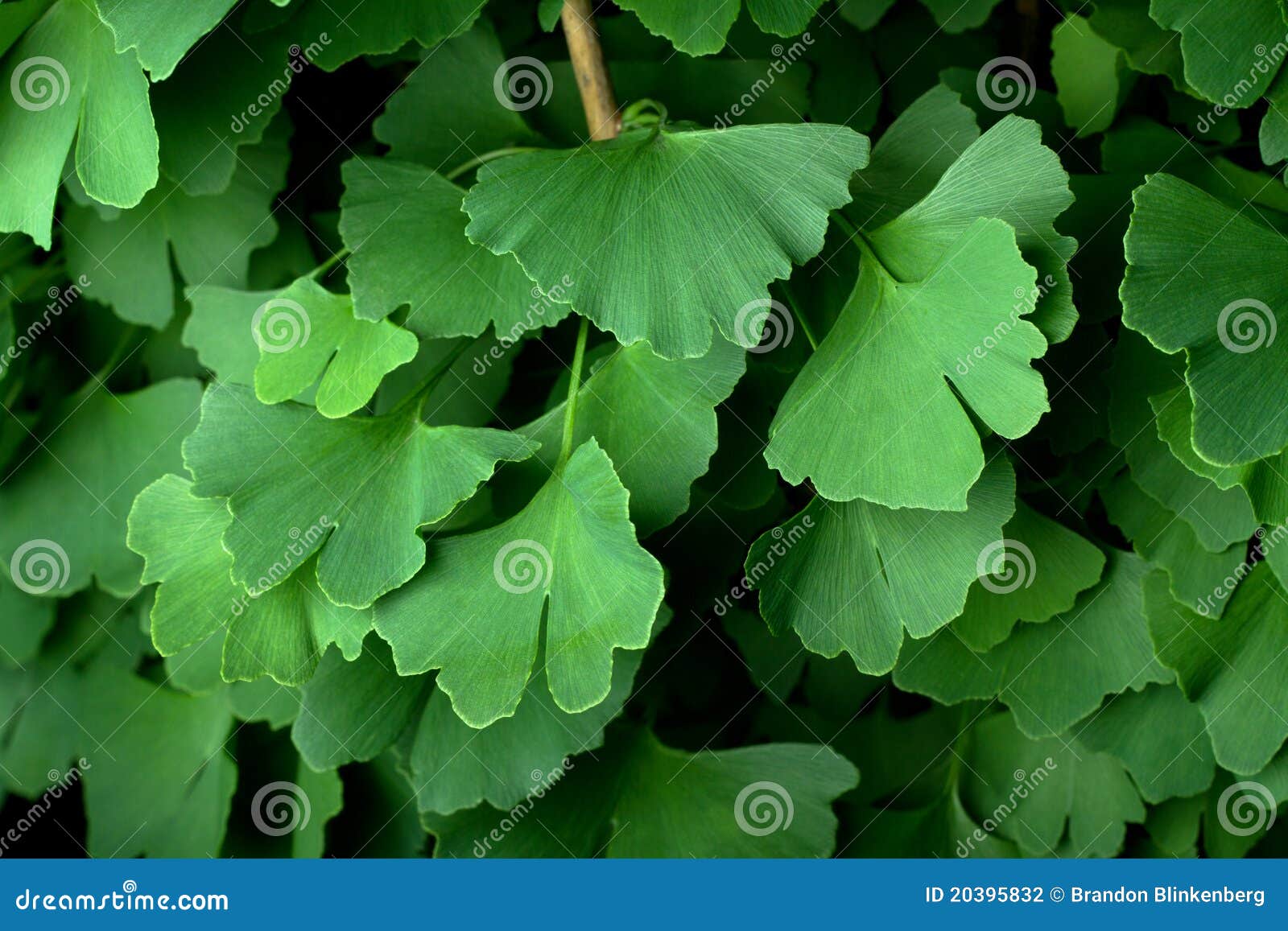 Leaves on a Ginkgo tree stock photo. Image of nature - 20395832