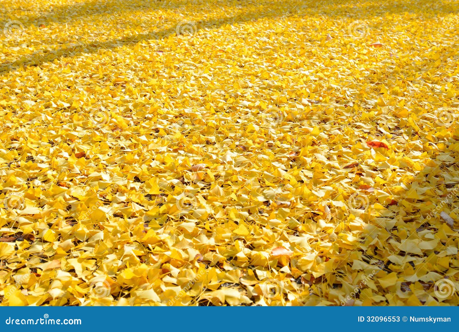 Leaves of the Ginkgo Tree in Fall Stock Image - Image of yellow ...