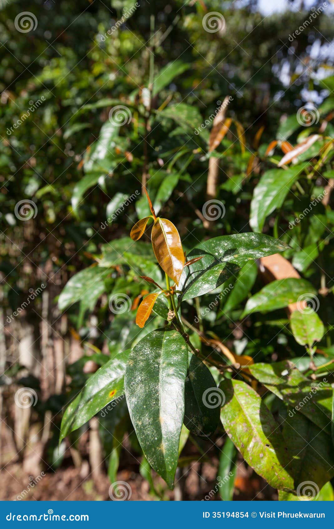 Leaves of Gnetum Gnemon Tree, Melinjo Stock Photo - Image of outdoor ...