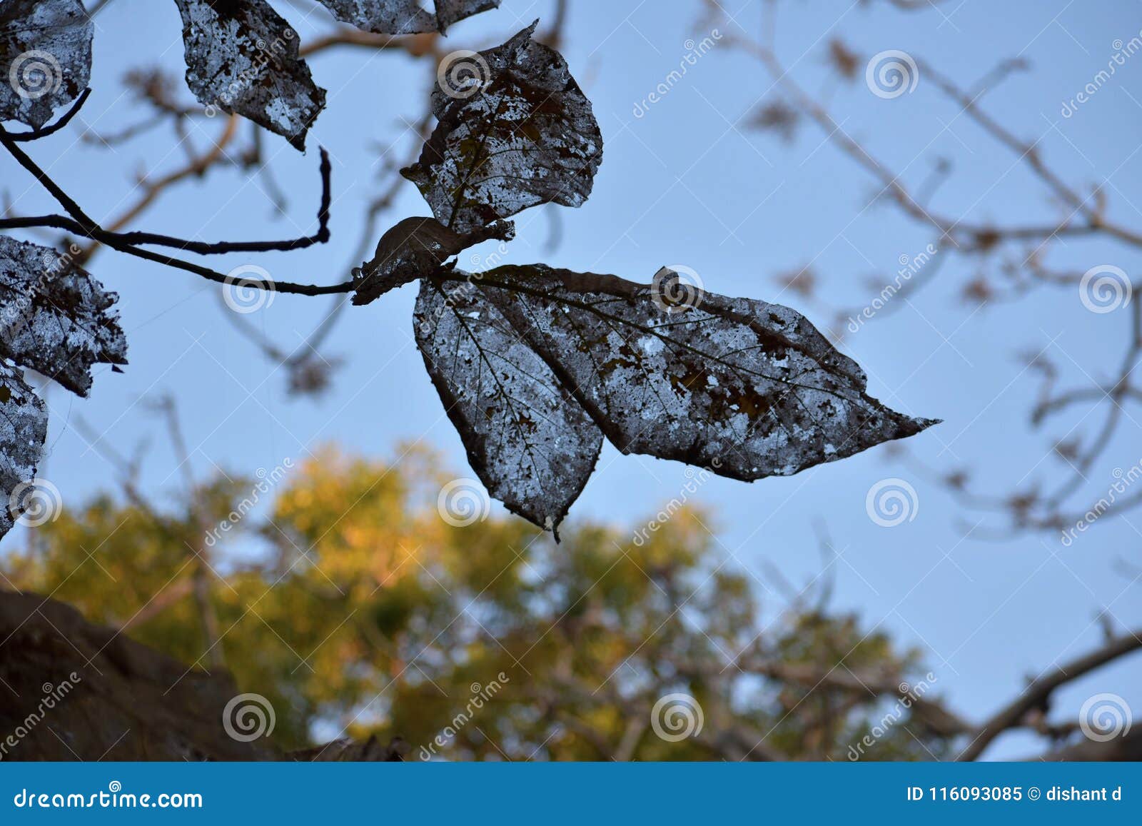 Infected tree stock image. Image of tree, bacteria, infected - 116093085